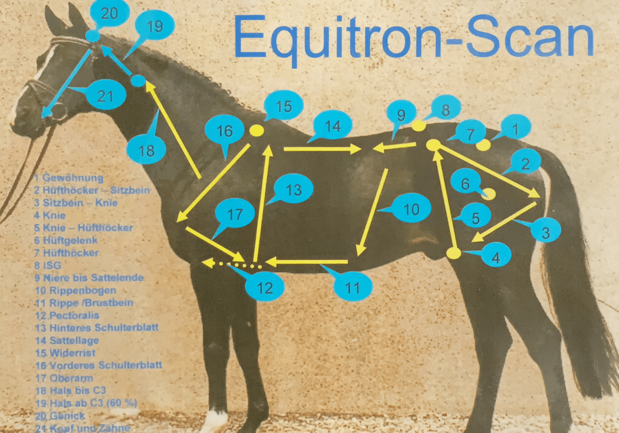 Equitron-pro und Hofmag Therapie