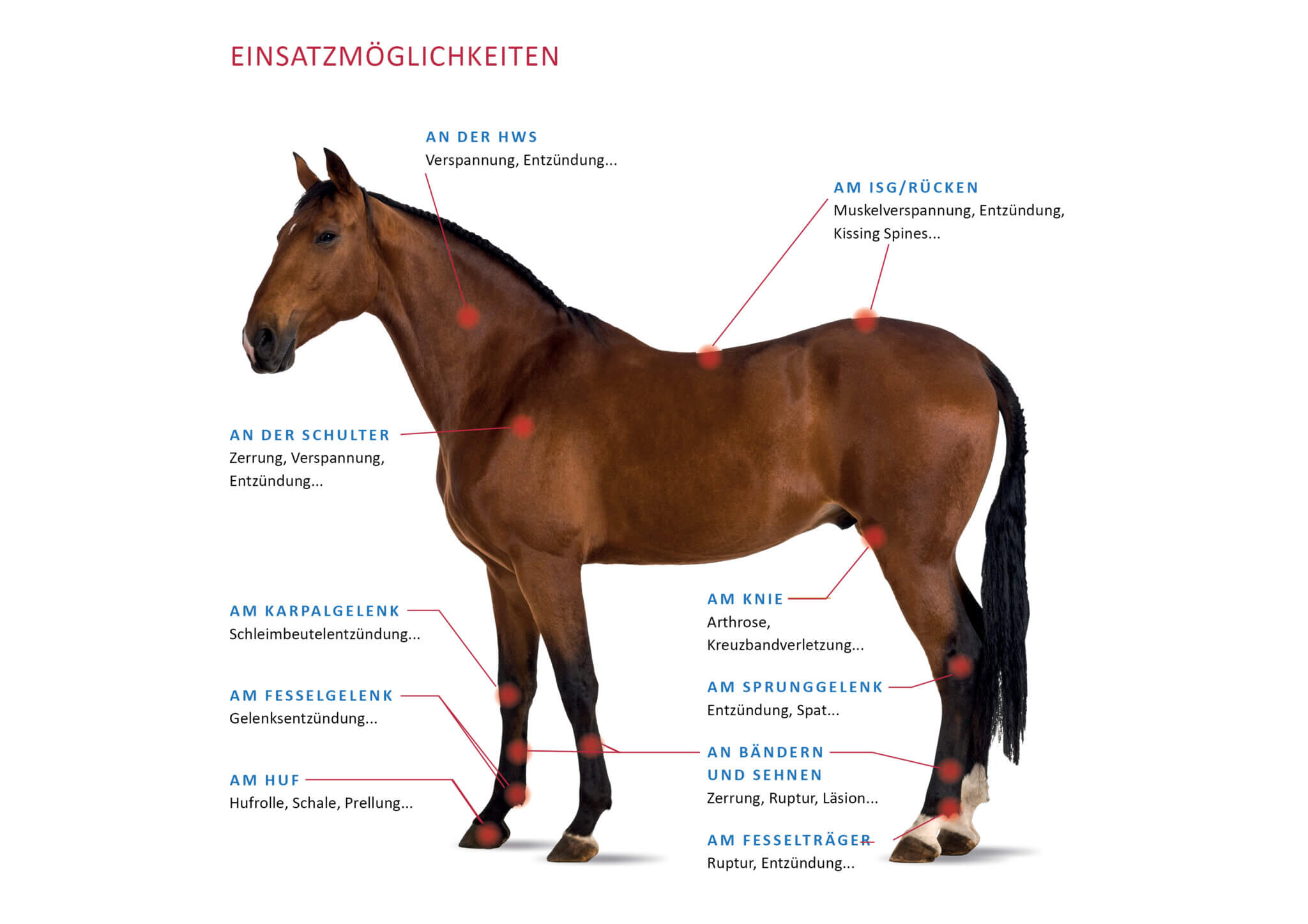 Equitron-pro und Hofmag Therapie