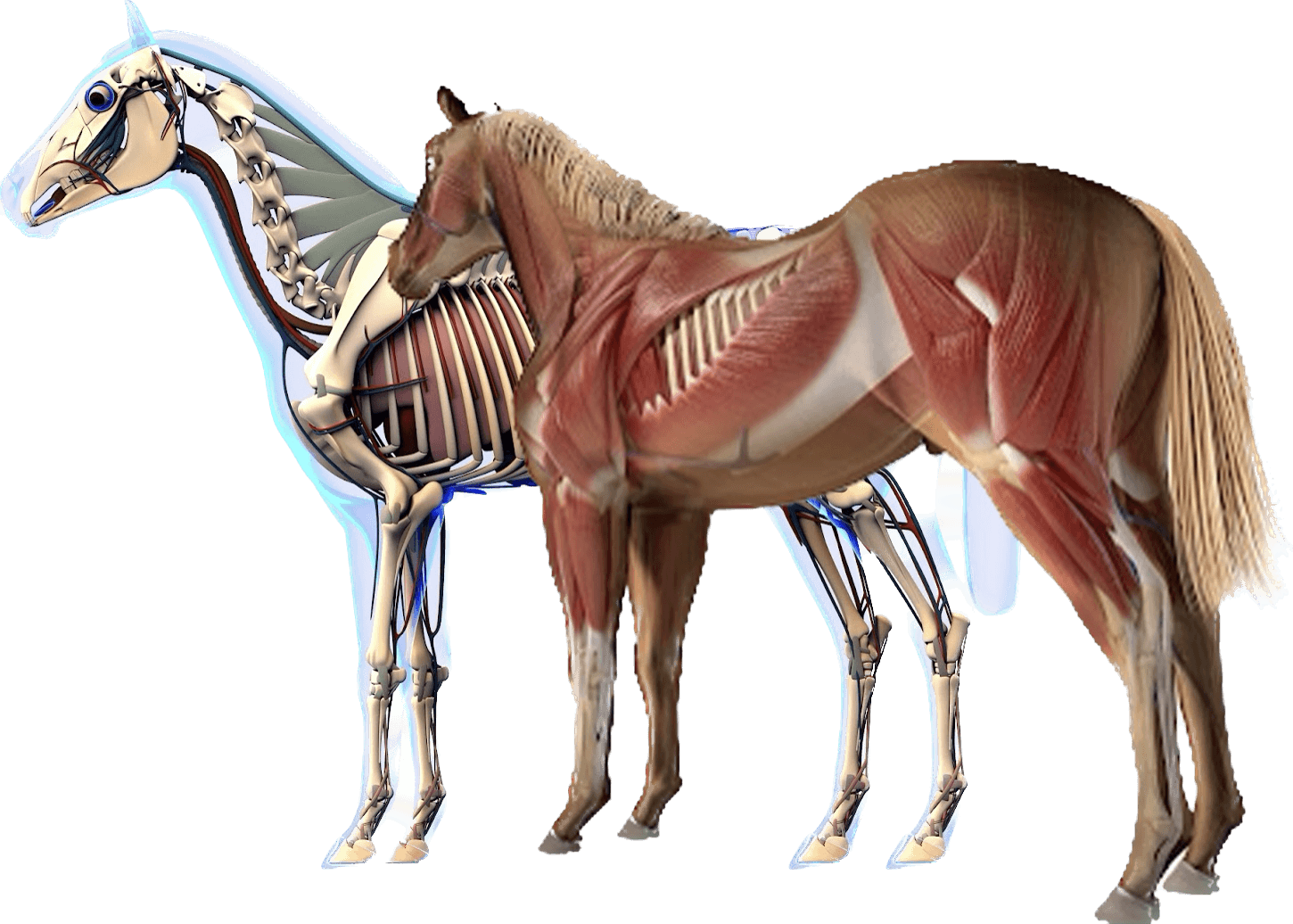 Equitron-pro und Hofmag Therapie