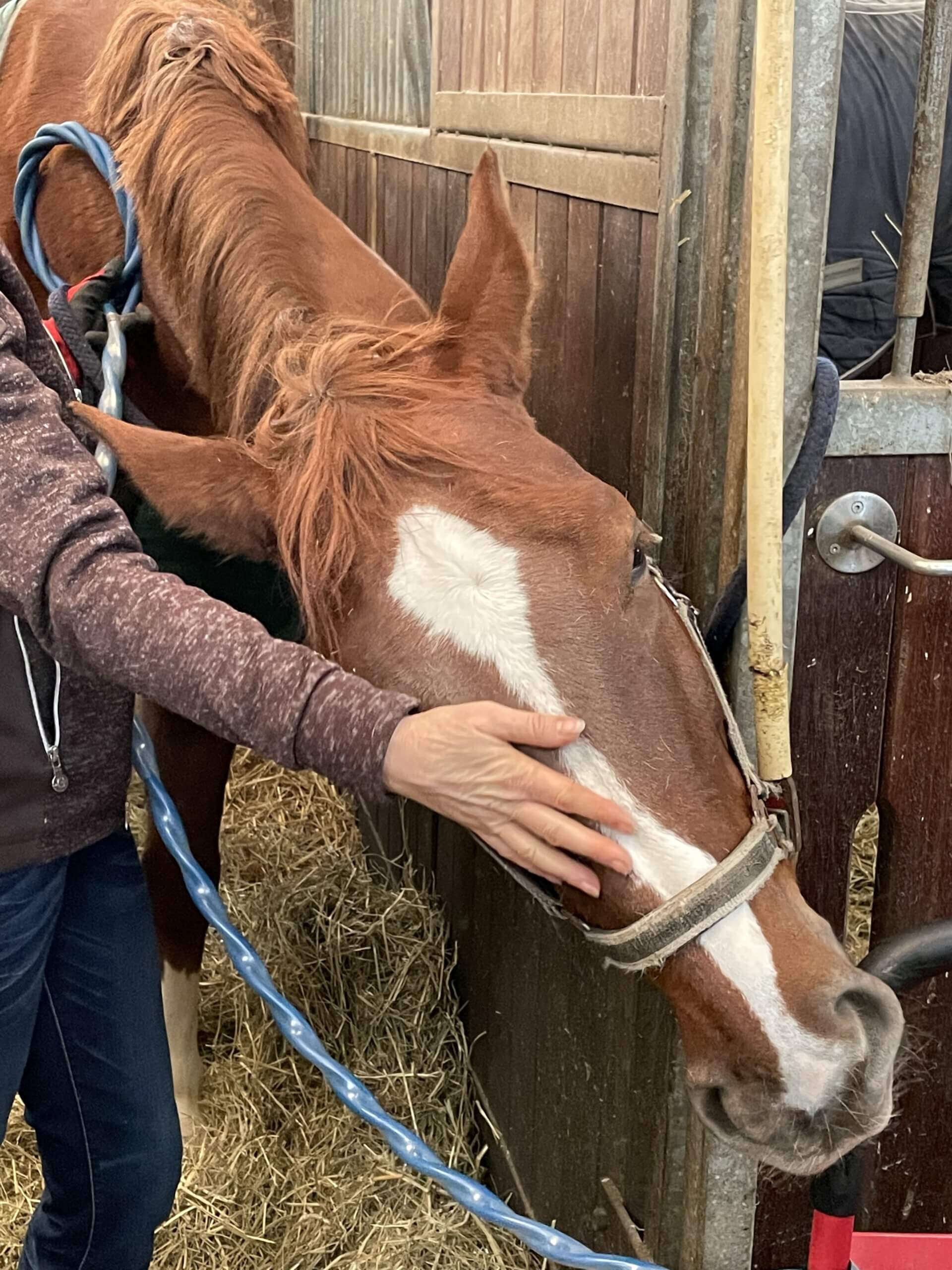 Equitron-pro und Hofmag Therapie